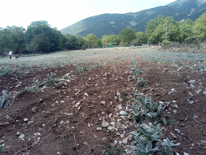 ΚΑΛΛΙΕΡΓΕΙΑ - ΒΙΛΟΓΙΚΟ ΤΣΑΙ ΤΟΥ ΒΟΥΝΟΥ - Παραγωγοί βιολογικών ...